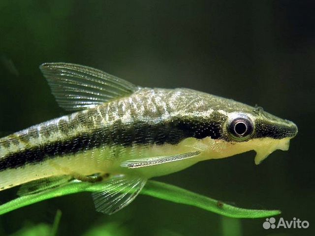 Отоцинклюс