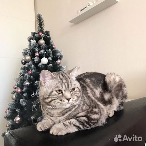Кот на вязку