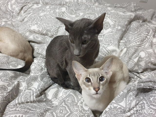 Ориентальные и сиамские котята