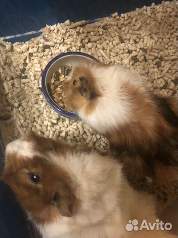 Морская свинка