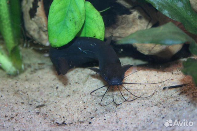 Продам Мешкожаберного сома (25см)