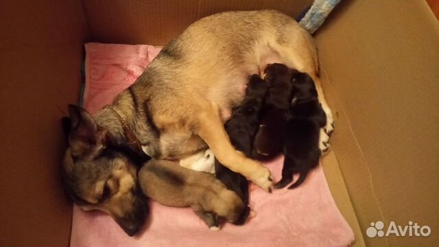 Отдадим щеночков в хорошие ручки