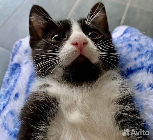 Котенок - Баюн