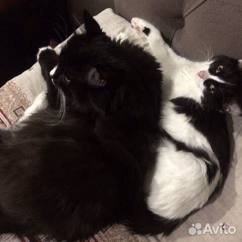 Отдам даром котёнка