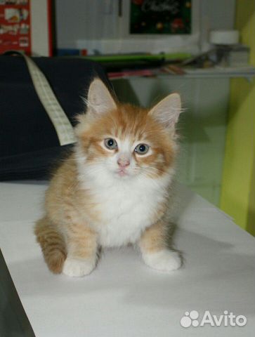 Котята Бони