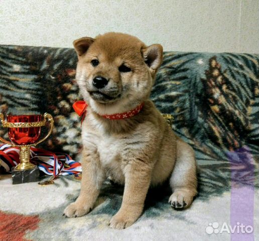 Сиба японские лисички