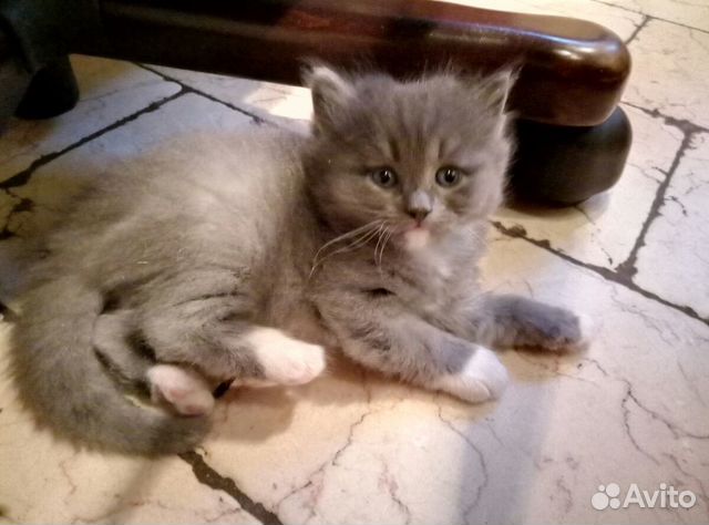 Котёнок