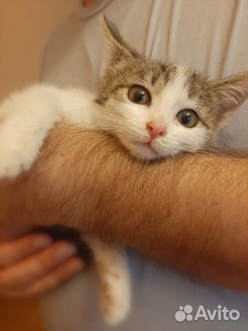 Котенок-девочка в дар 1,5 мес