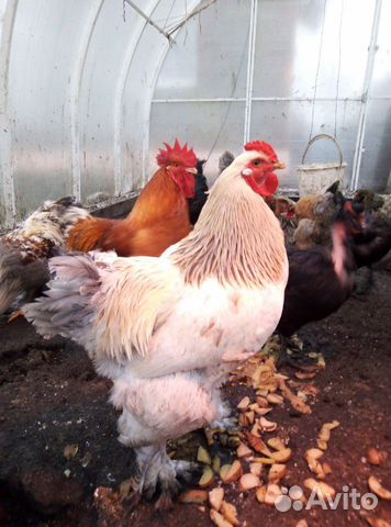 Петухи брама, голошейка