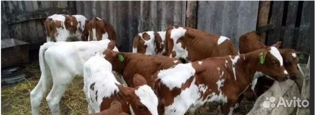 Телята бычки симентал