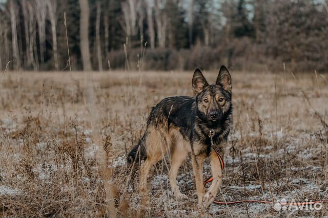 Красивый песик ждет свою семью