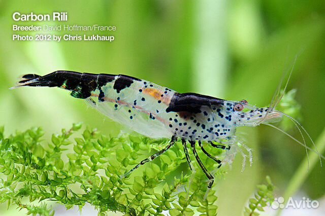 Растения и креветки