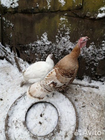 Семья индеек