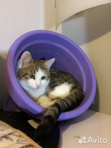 Хороший милый котик 1 год в добрые руки