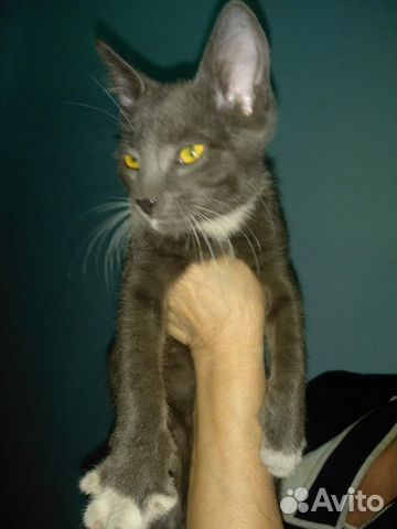 Молоденький мальчик в добрые руки