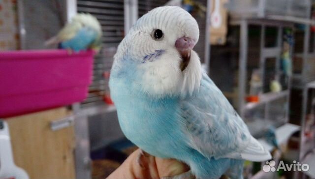 Малыш из гнезда, черноклювик