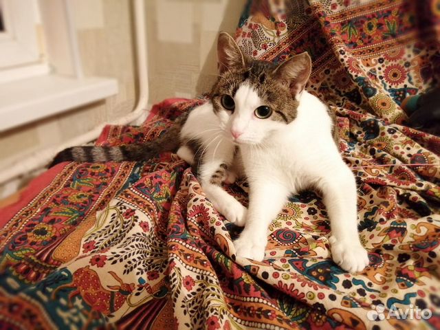 Красавица Милка ищет дом