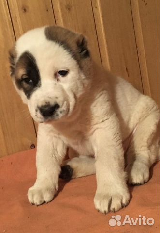 Среднеазиатская овчарка (Алабай) сао
