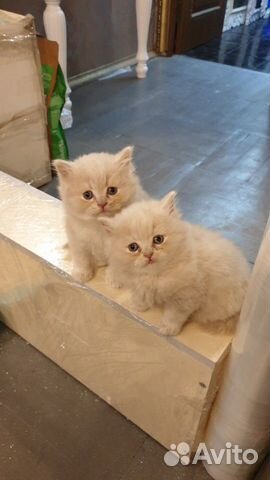 Британские котята