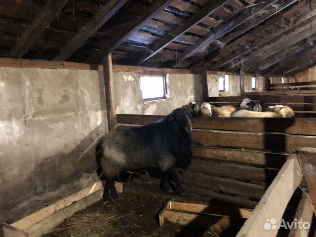 Племенной Романовский баран