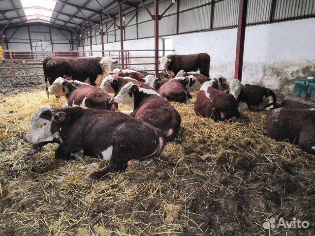 Быки герефорды