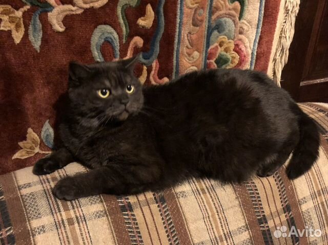 Кот шотландский прямоухий 4 года