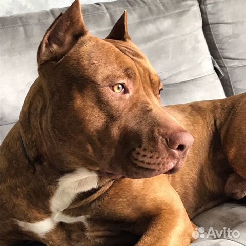 Вязка питбуль