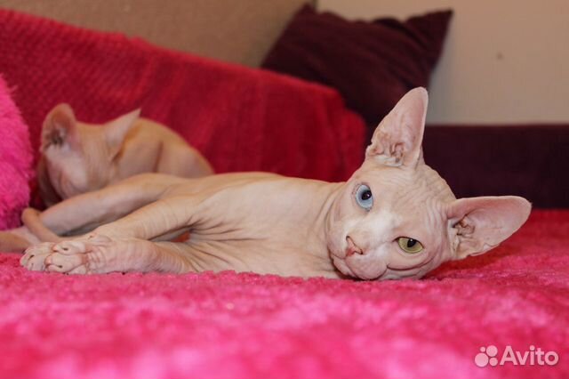 Канадский сфинкс