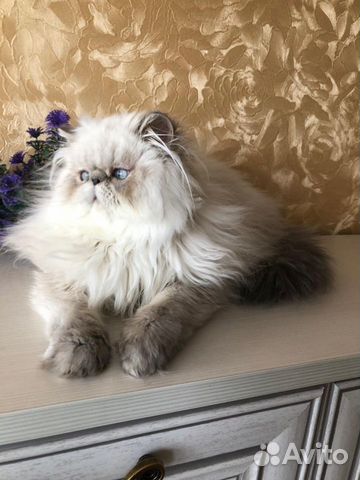 Персидский мальчик