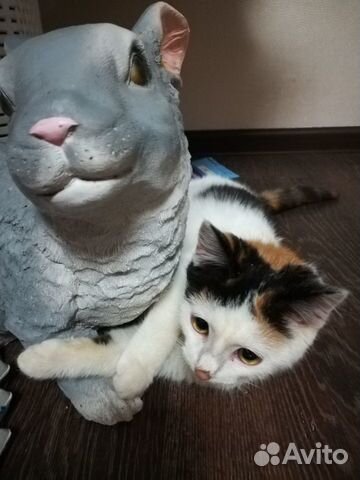 Котенок 4 мес, привит ищет дом