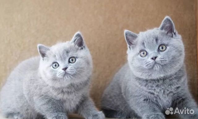 Продам котенка британку