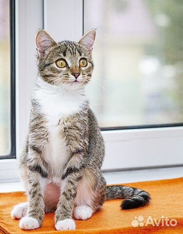 Кошка Челси ищет дом