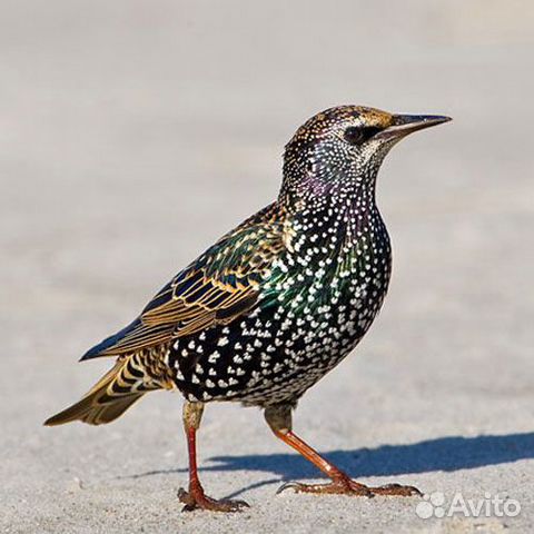 Отдам ручного скворца