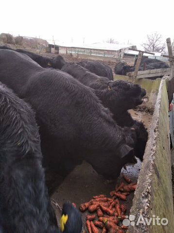 Мясо бычков