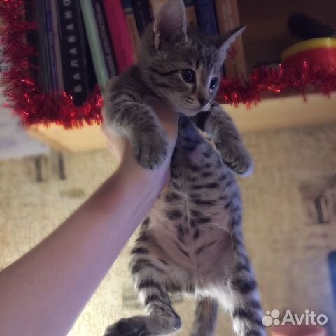Новогодний котёнок