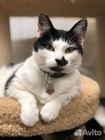 Игривый котик Бонус 2года