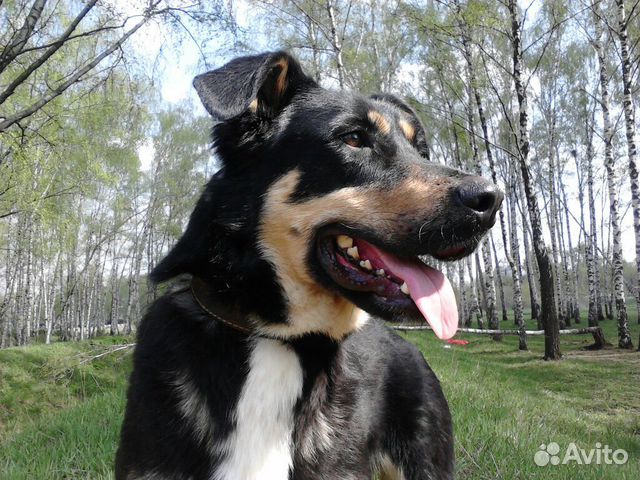 Юстас-хозяин уехал, собаку оставил