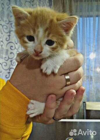 Котята домовитые