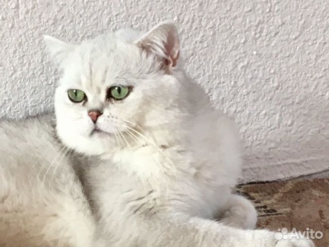 Британский кот вязка