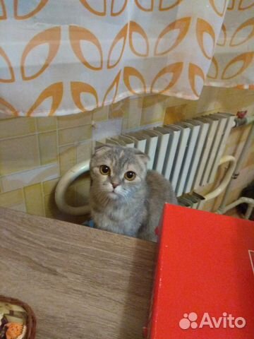 Шотландская