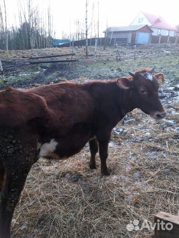 Корова телка