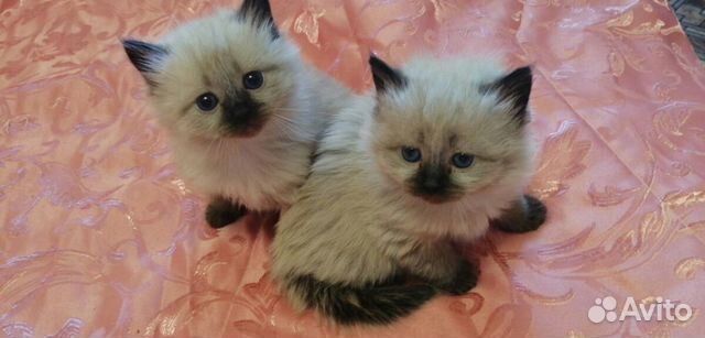 Невская маскарадная котята