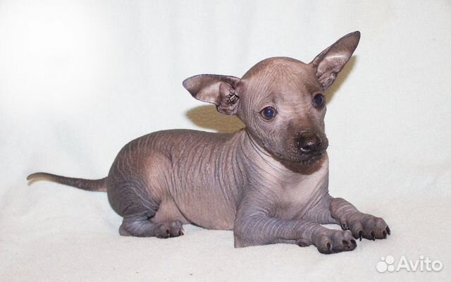 Ксолоитцкуинтли миниатюра мексиканская голая Ксоло