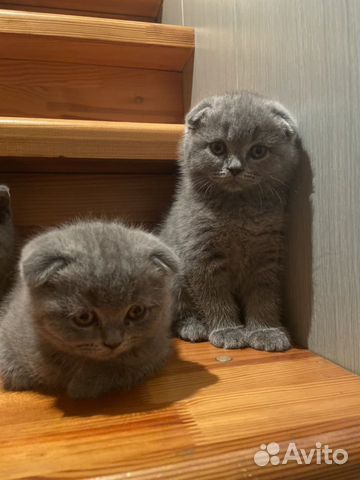 Котята Британские