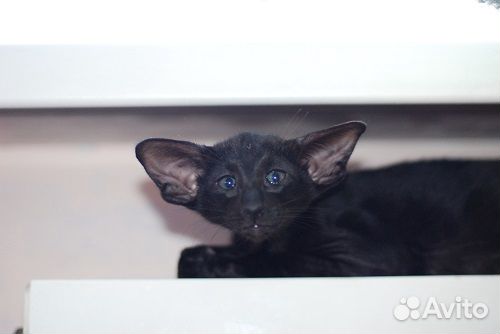 Ориентальная чёрная девочка