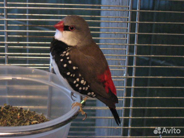 Амадина бриллиантовая,амадина тростниковая