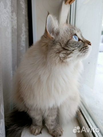 Невская маскарадная