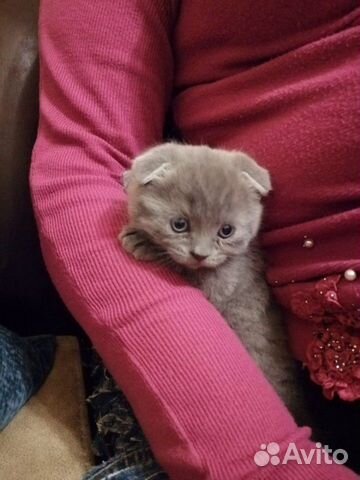 Продаеться котенок