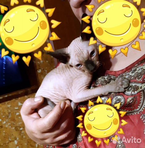 Продаётся котёнок (девочка) Канадского сфинкса