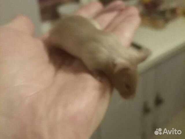 Мышь сатиновая